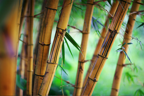 The Amazing Benefits of Bamboo Silica - Zao Makeup UK