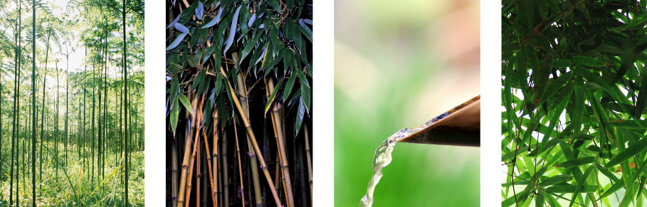 The Amazing Benefits of Bamboo Silica - Zao Makeup UK